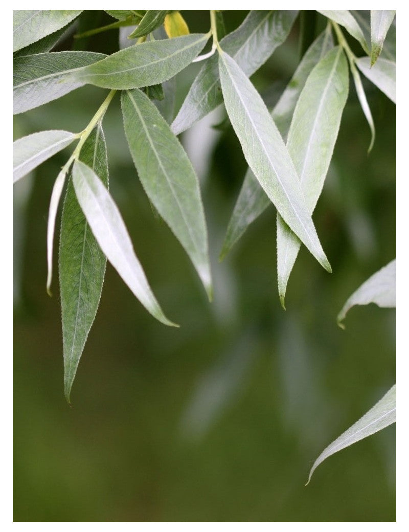 SAULE BLANC douleurs articulaires – Energy Horse